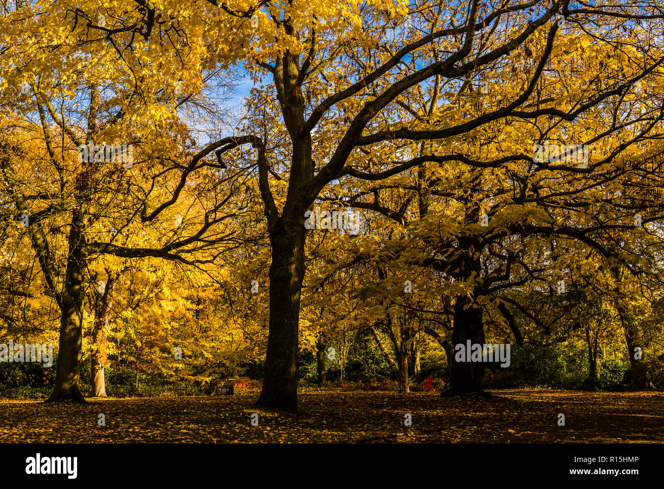 Yellow autumn trees in Waterlow Park, London, UK Stock Photo - Alamy