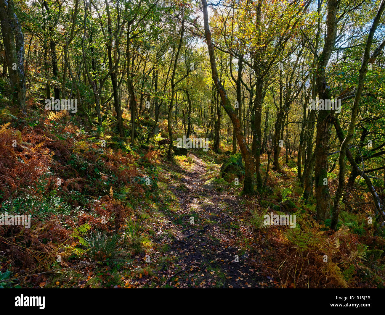 A woodland path winds downhill between tall trees and gritstone rocks ...