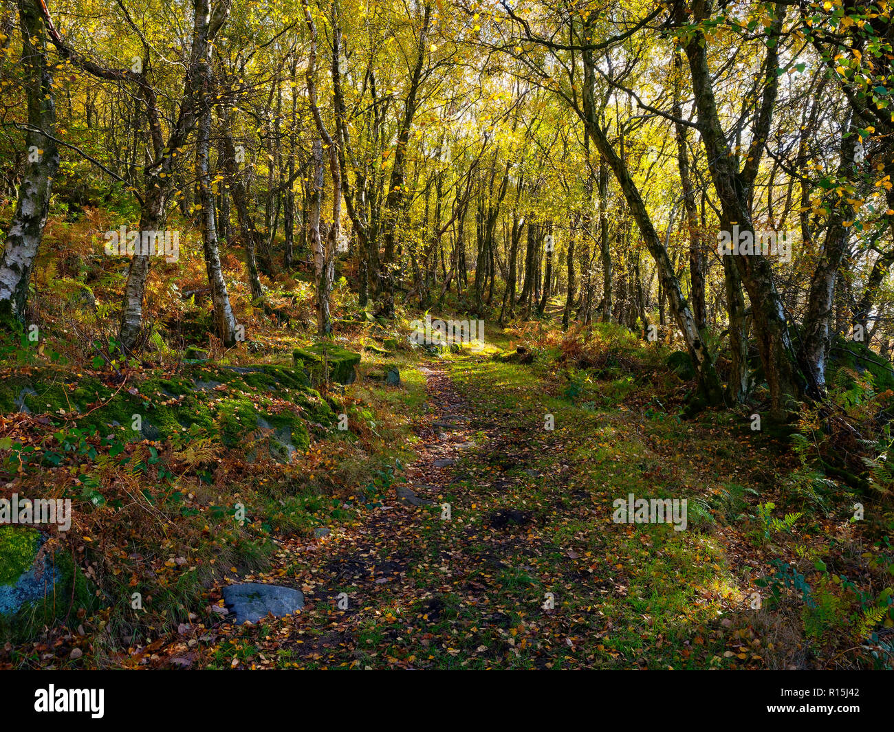 A narrow woodland path leads down a hillside between tall trees and ...
