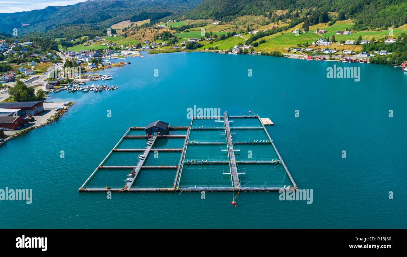 Salmon fish farm in fjord. Olen, Norway Stock Photo - Alamy