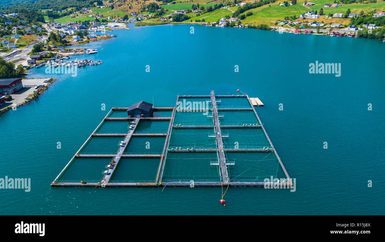 Norwegian fjord trout hi-res stock photography and images - Alamy
