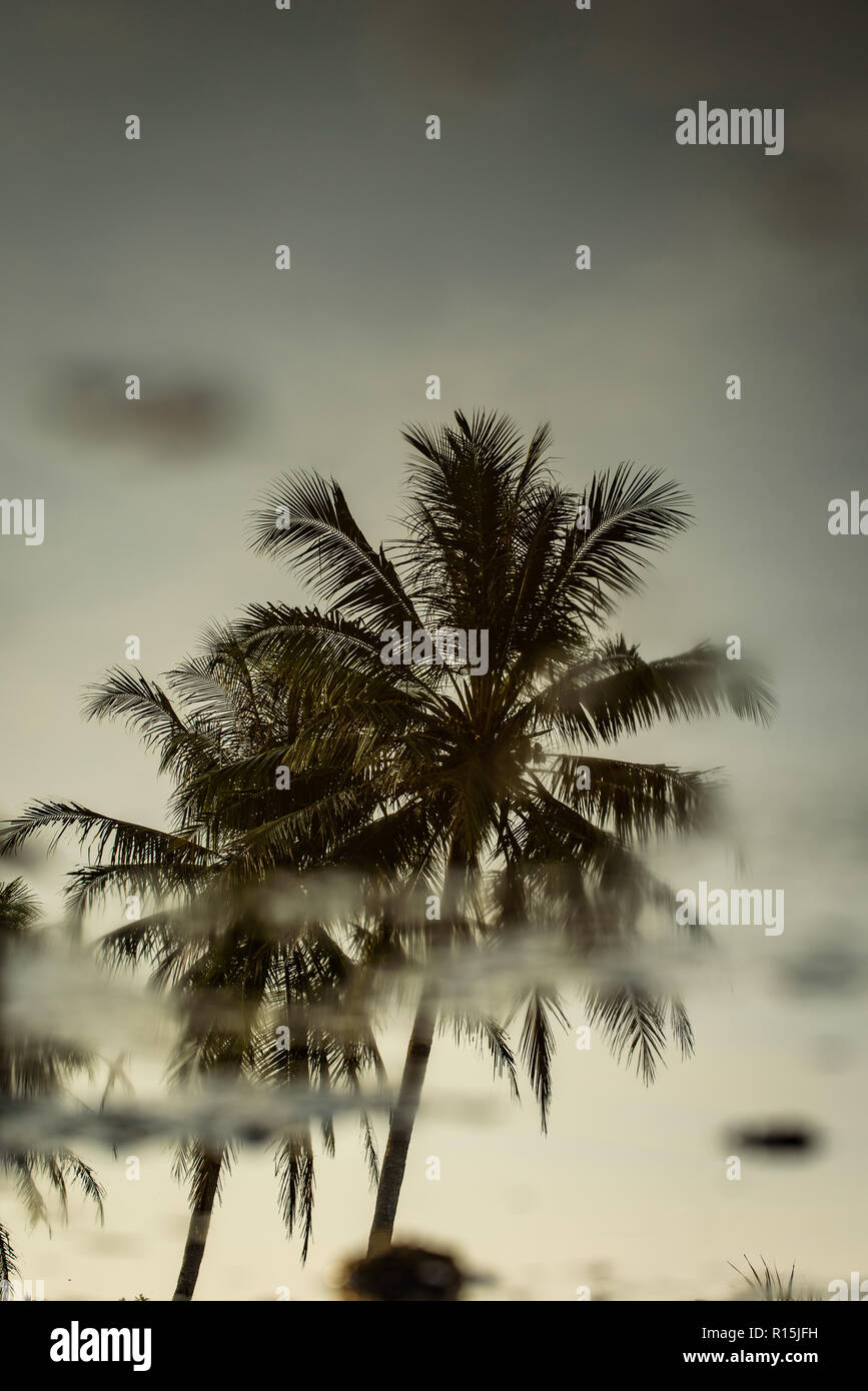 Reflection of palm trees in the water Stock Photo - Alamy