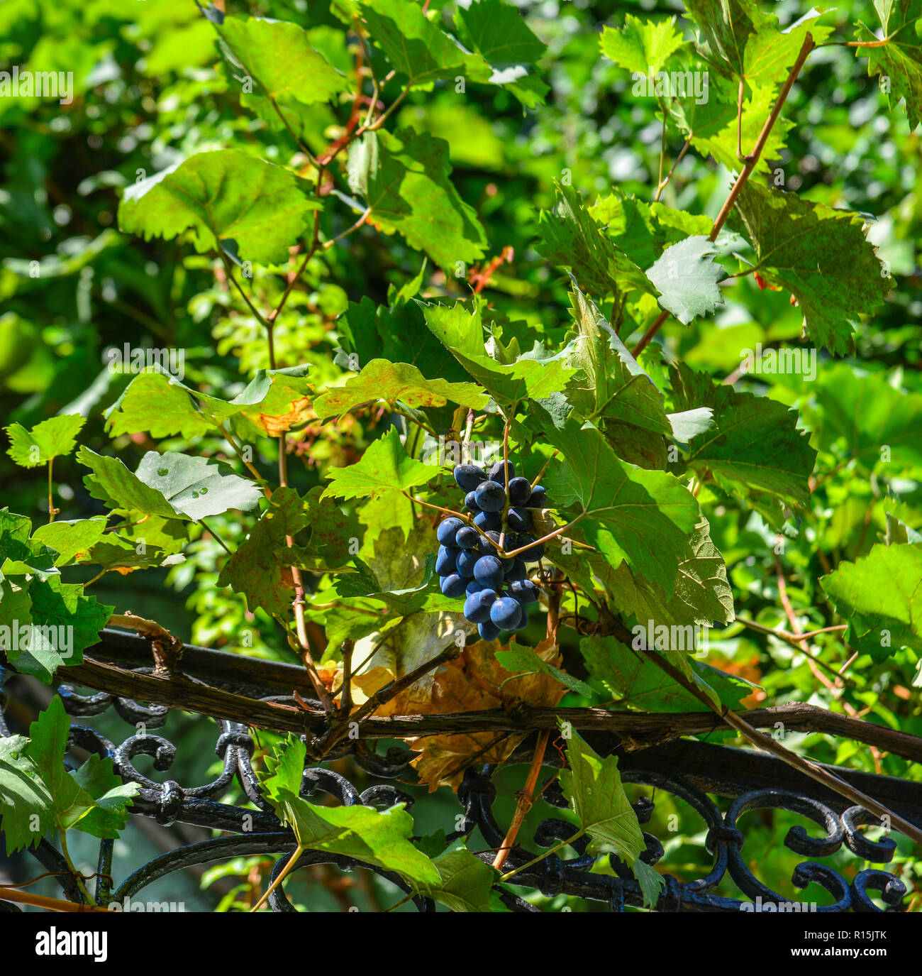 Grapes on the vine at summer day in Tbilisi, Georgia Stock Photo - Alamy