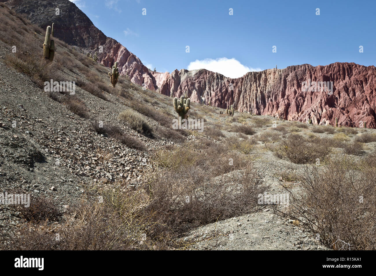 Cerro cactus hi-res stock photography and images - Alamy