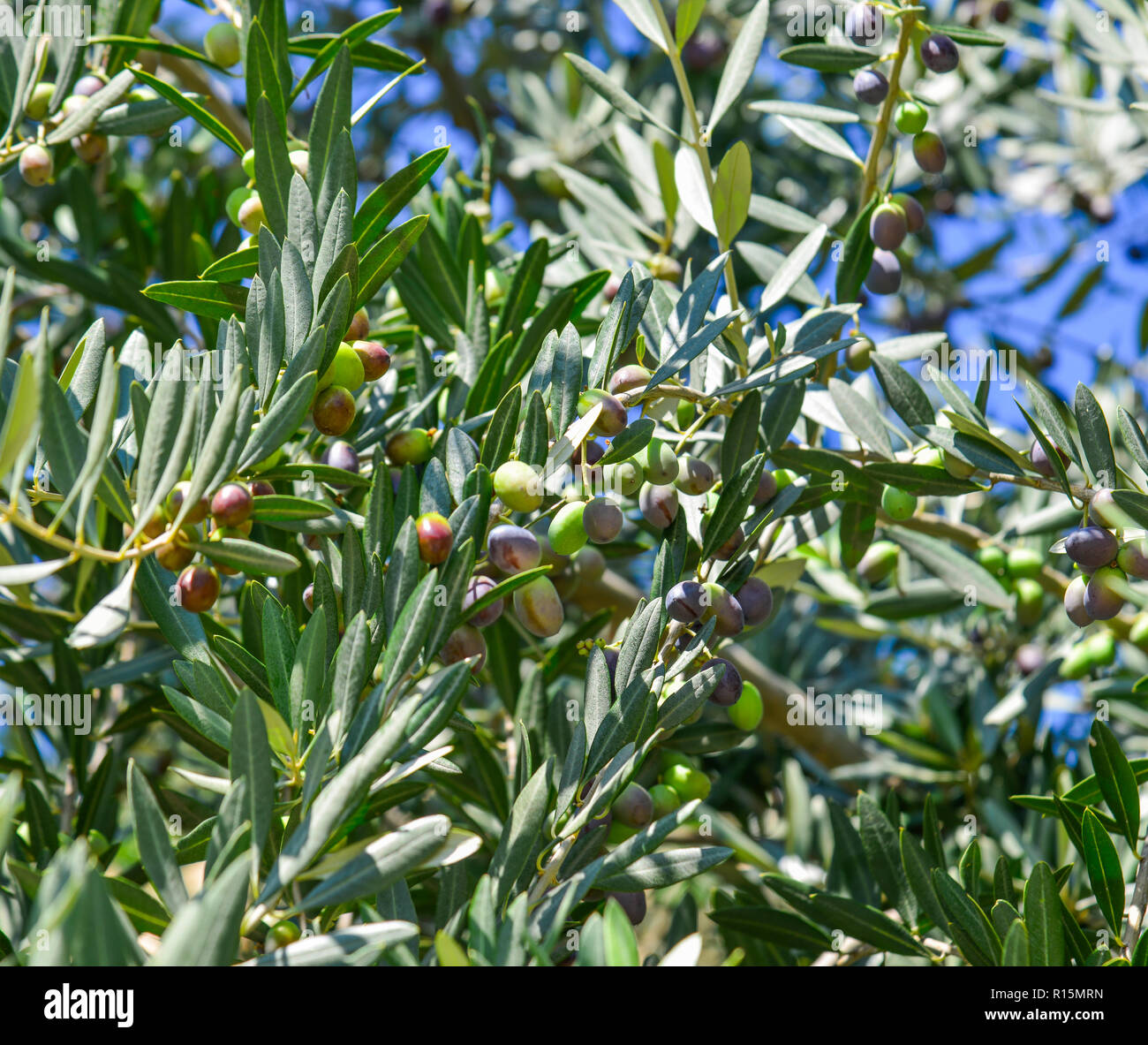 Olive tree with fruits. Olive is symbol of health and peace Stock Photo ...