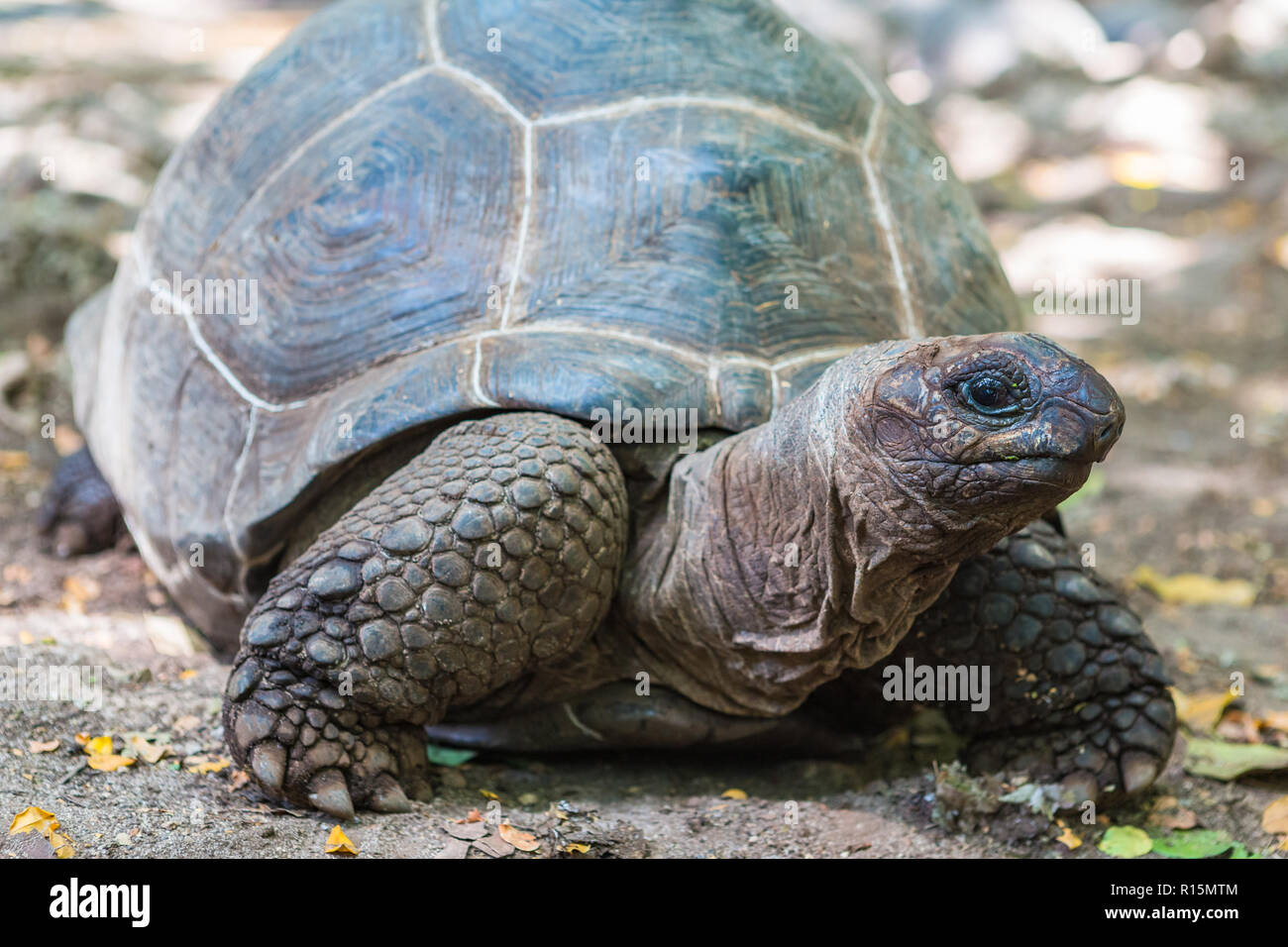 Aldabra giant turtle. Prison Island, Zanzibar, Tanzania Stock Photo - Alamy