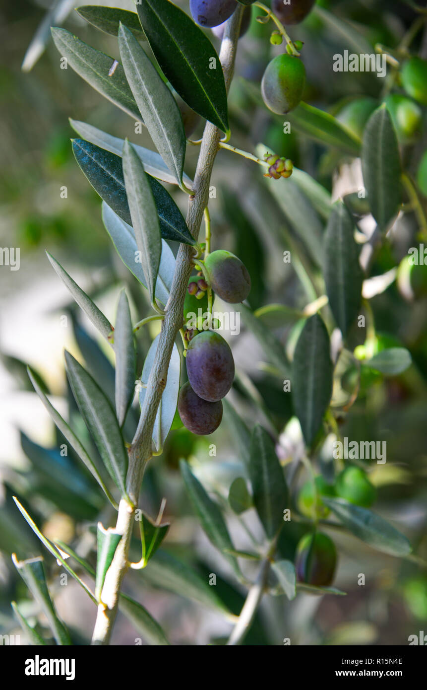 Olive Tree Symbol Of Peace _ Olive Branch Symbol – ZKMPP