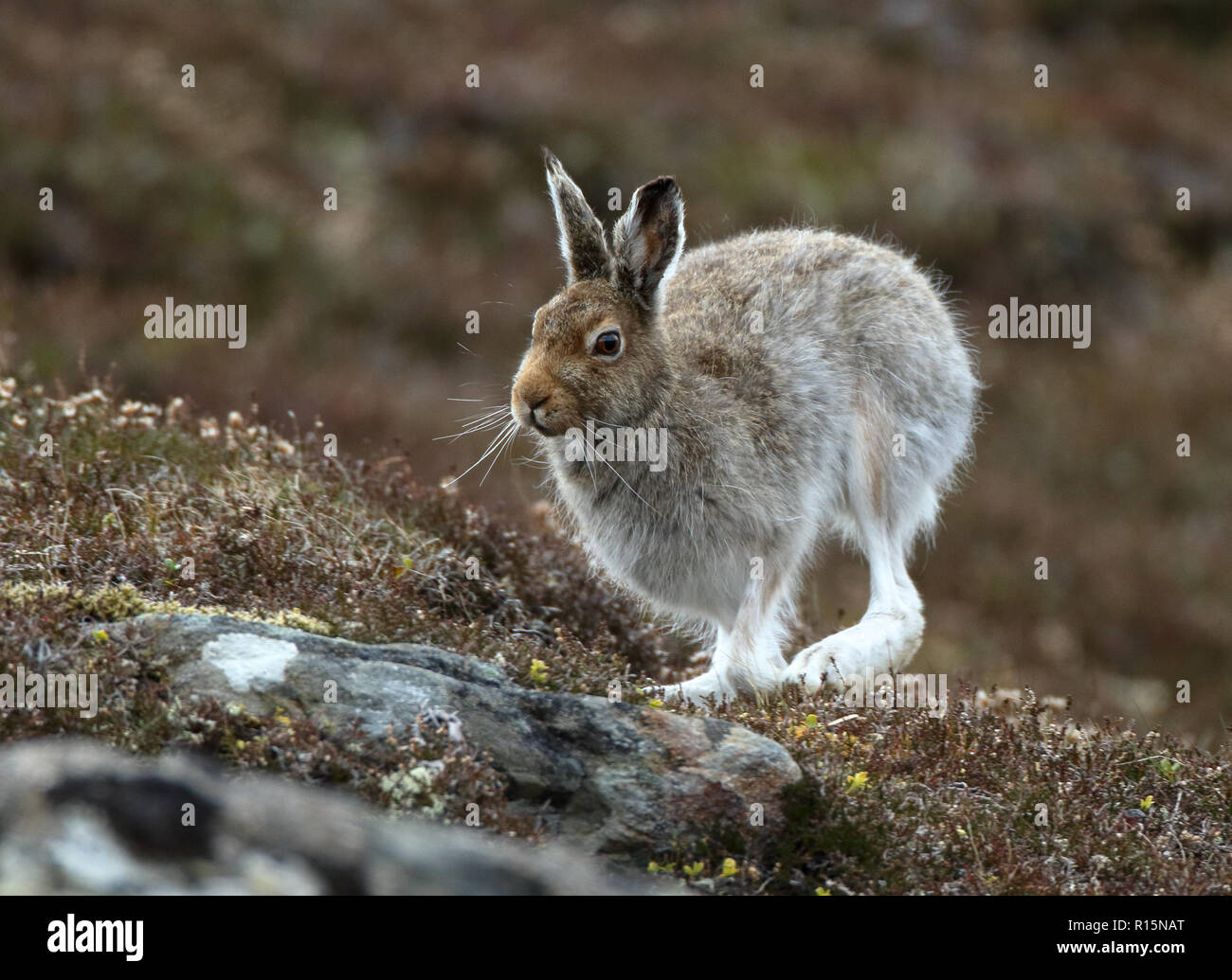 Mountain hare running by in the Cairngorms, Scotland, UK Stock Photo ...