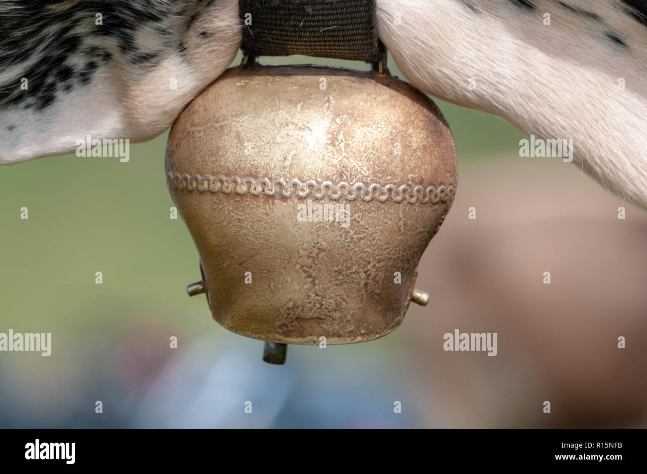 Witrik cow in the Dolomites Stock Photo - Alamy