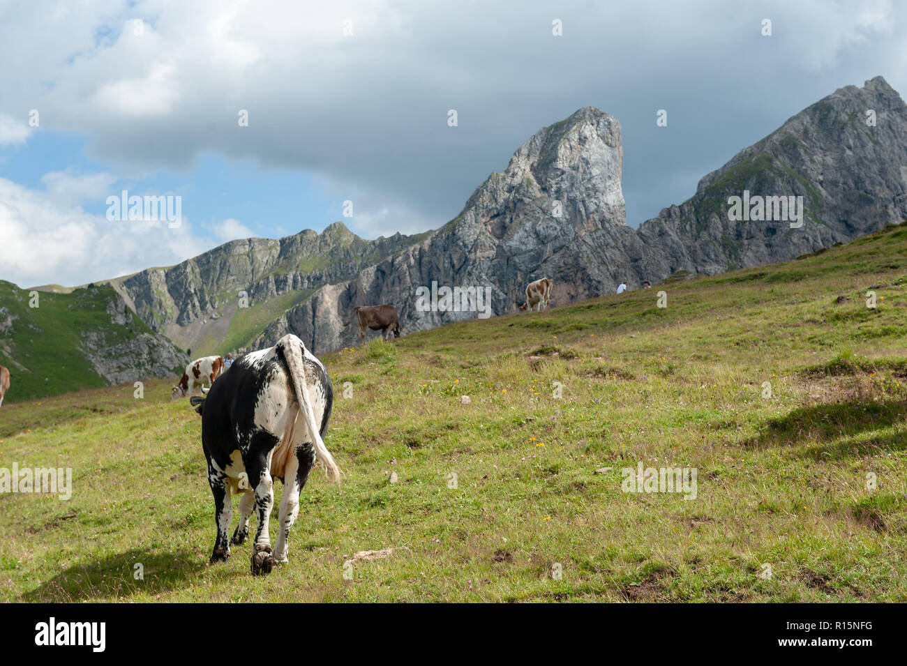 Swiss Red White Cows, grazing in the Italian Alps Stock Photo - Alamy