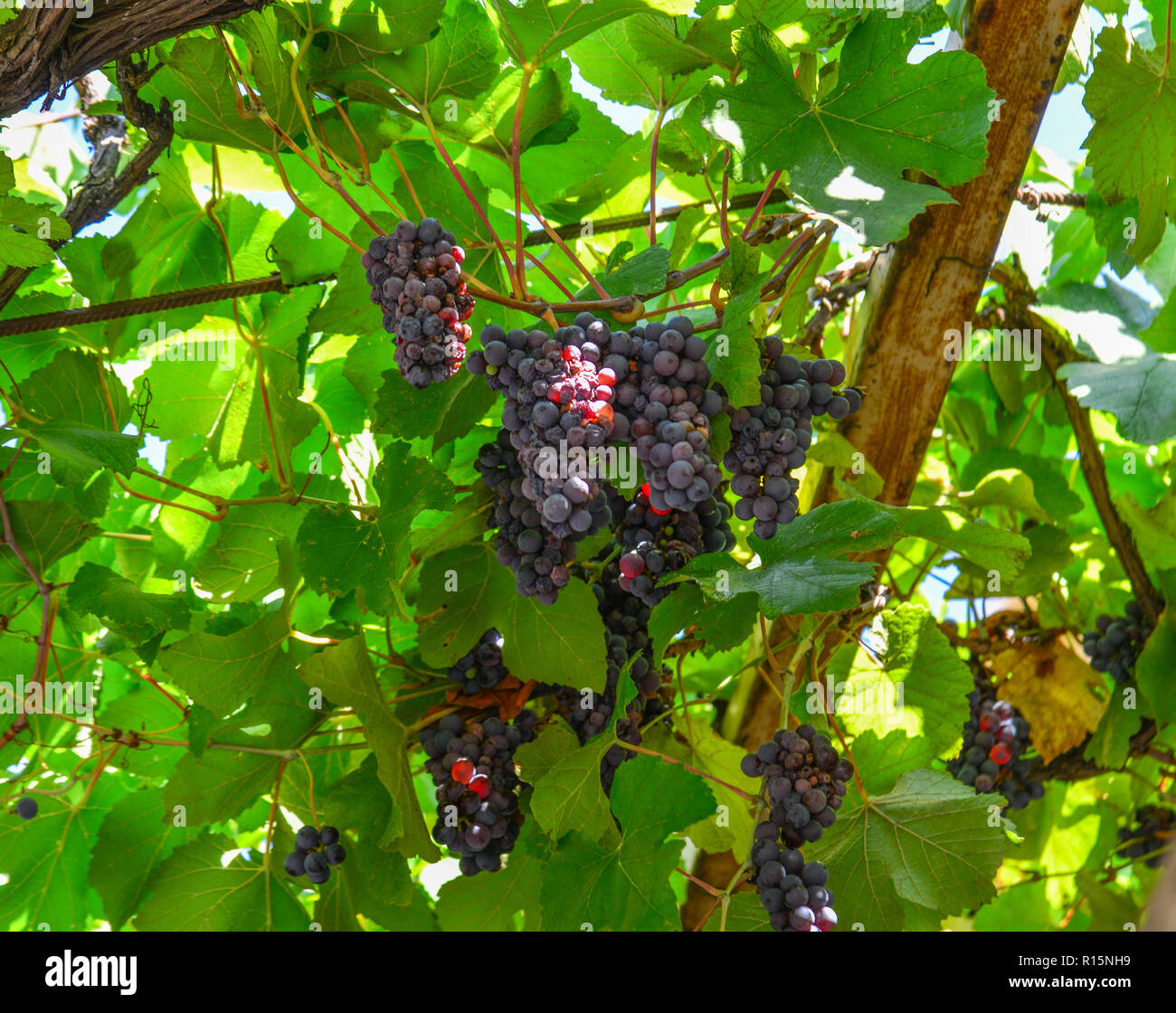Grapes on the vine at summer day in Tbilisi, Georgia Stock Photo - Alamy