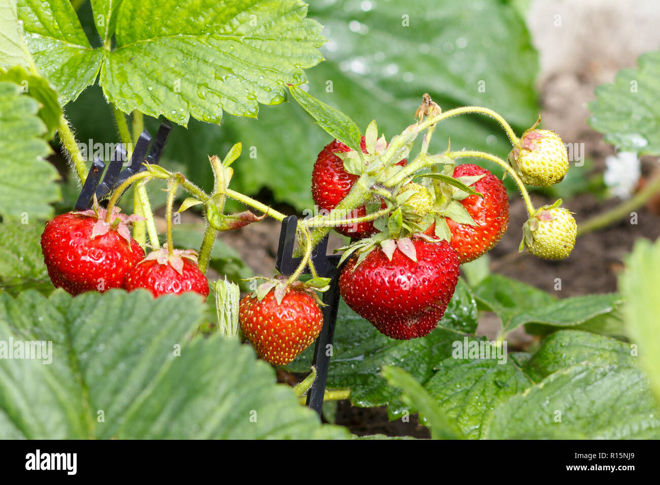 Close-up ripe and unripe strawberries on bushes in the plantation Stock ...