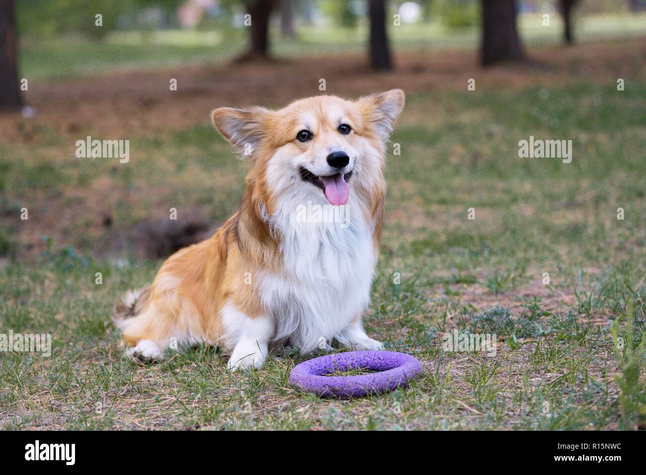 corgi fluffy close up portrait at the outdoor Stock Photo - Alamy