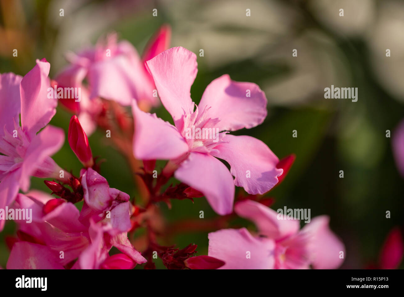 light pink oleander blooming bunch close up in the garden Stock Photo ...