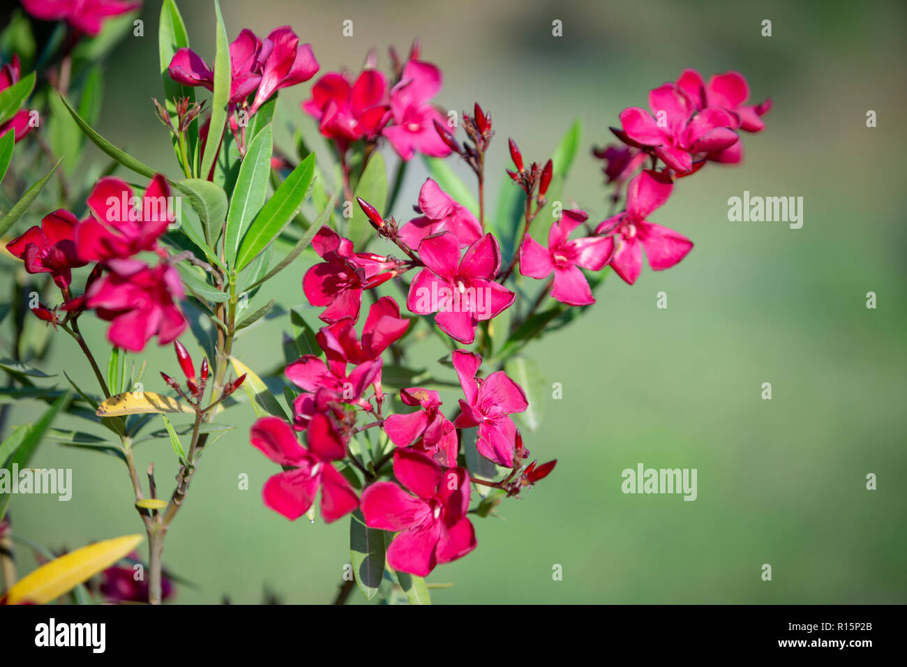 A beautiful bunch of Nerium oleander flowers Stock Photo - Alamy