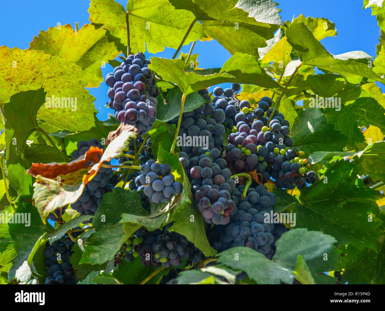 Tbilisi wine region hi-res stock photography and images - Alamy