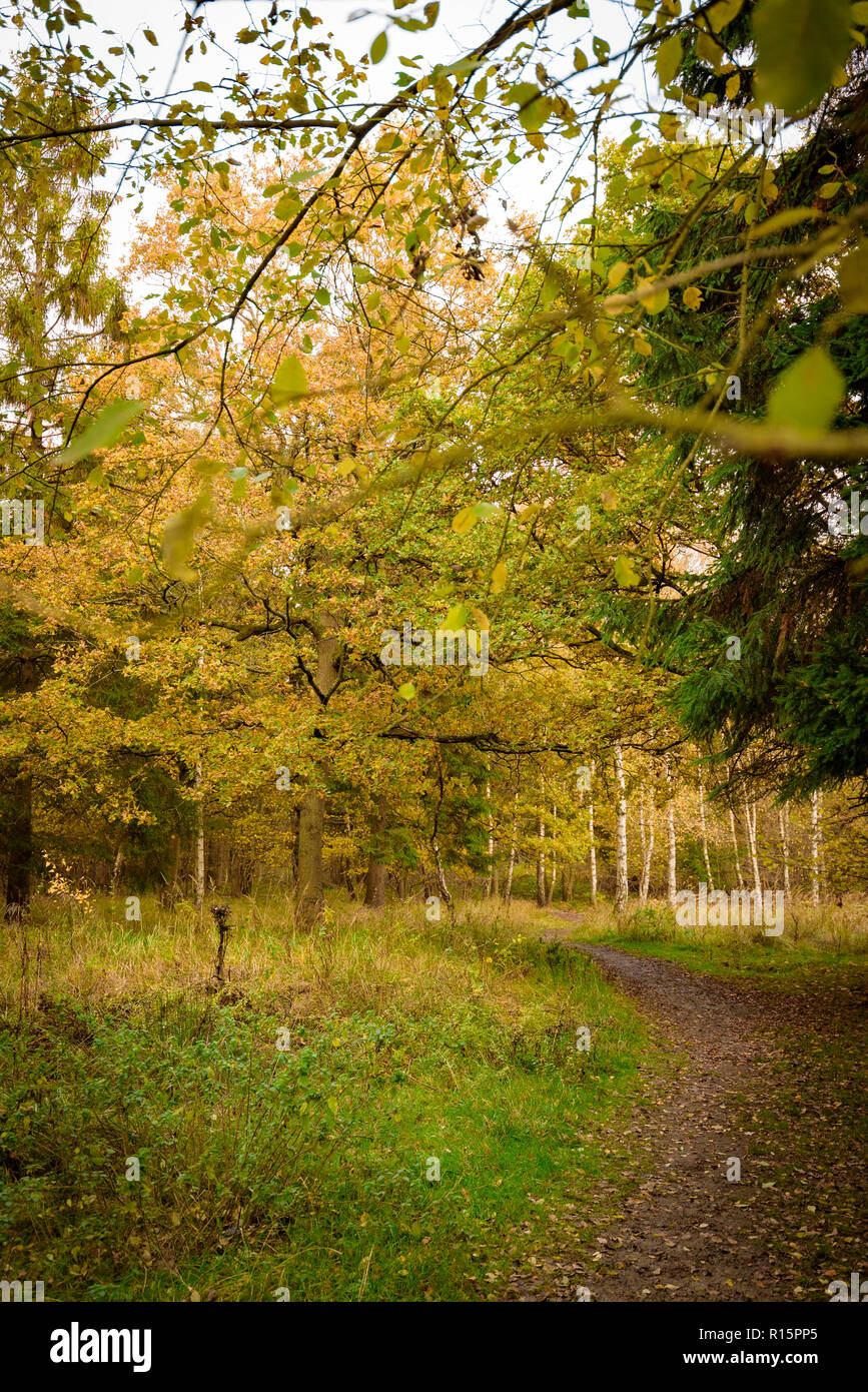 Tree lined trail/footpath, Woodland, UK Stock Photo - Alamy