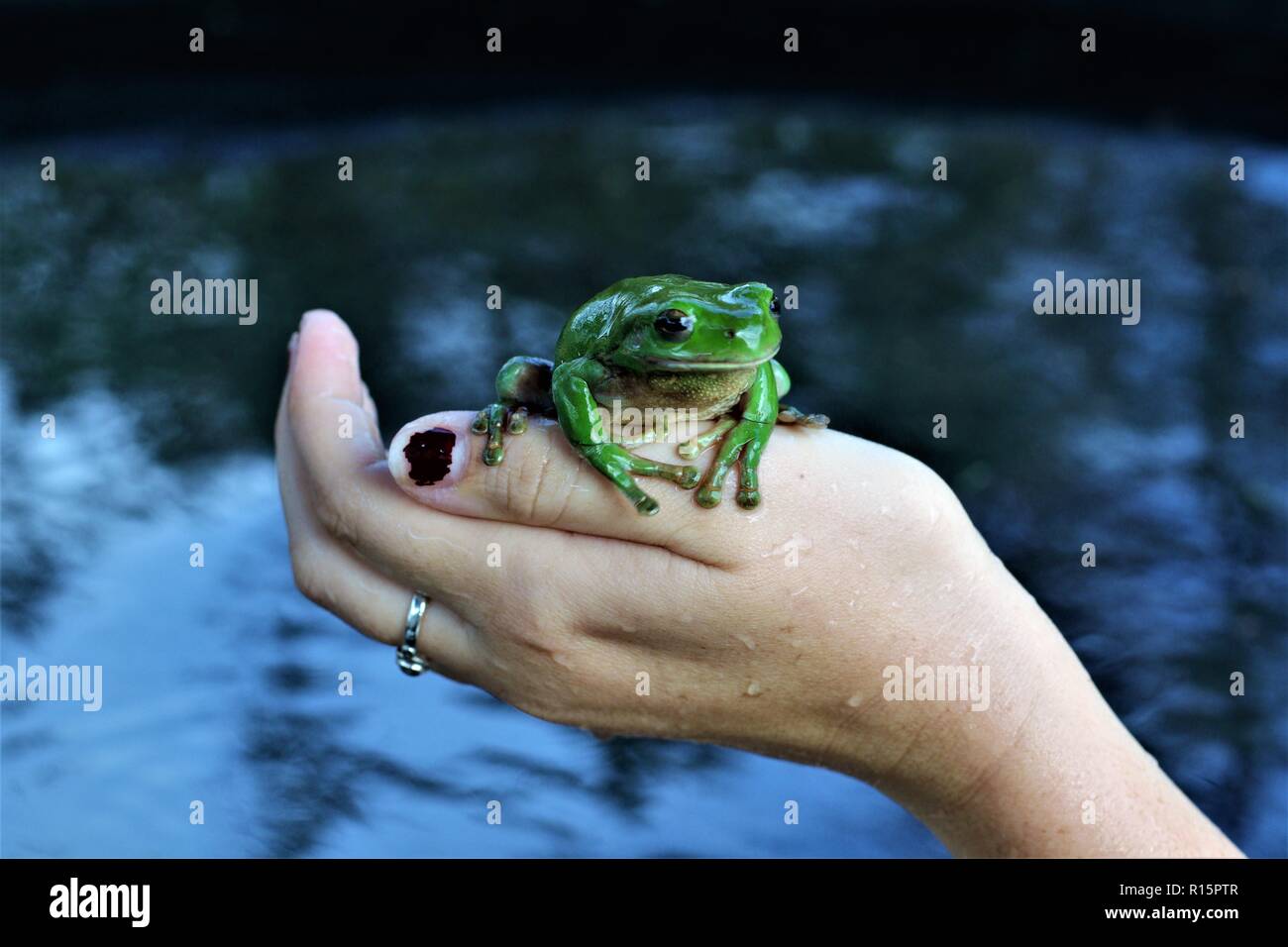 Happy frog hi-res stock photography and images - Alamy