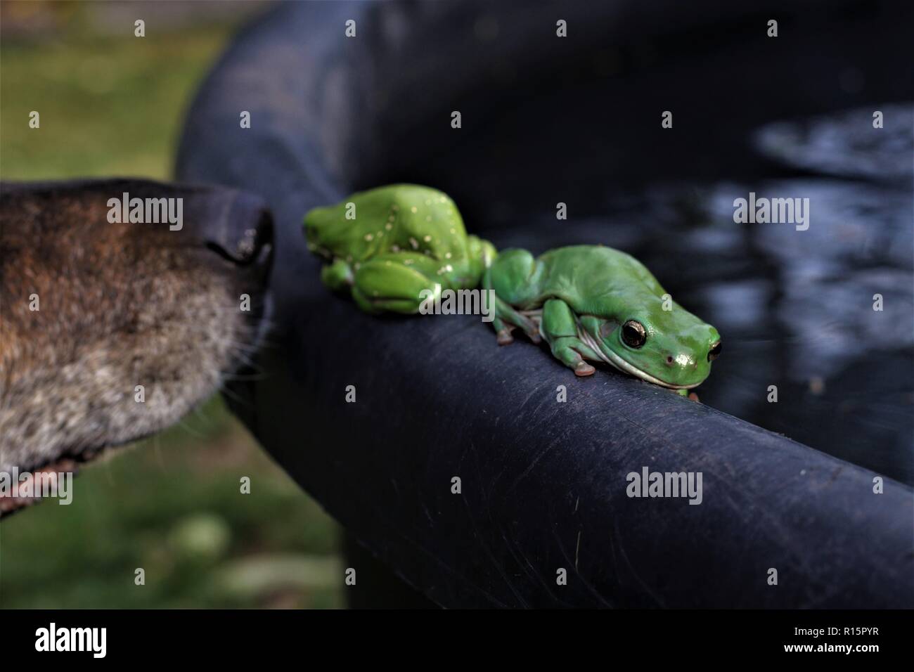 Froggies and friend Stock Photo - Alamy