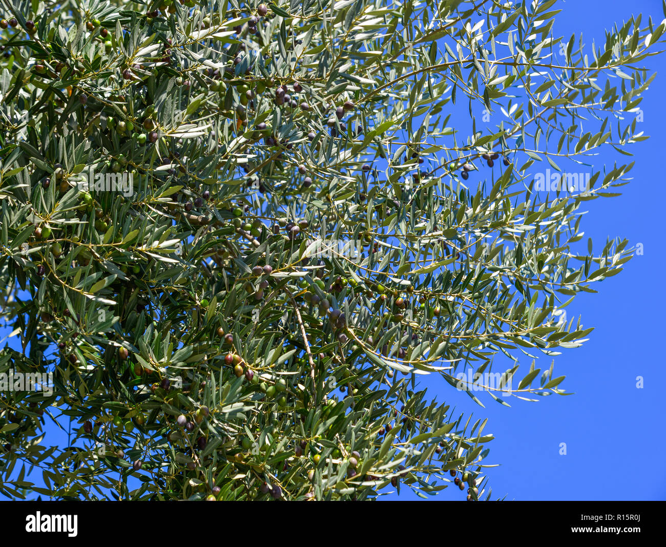 Olive tree with fruits. Olive is symbol of health and peace Stock Photo ...