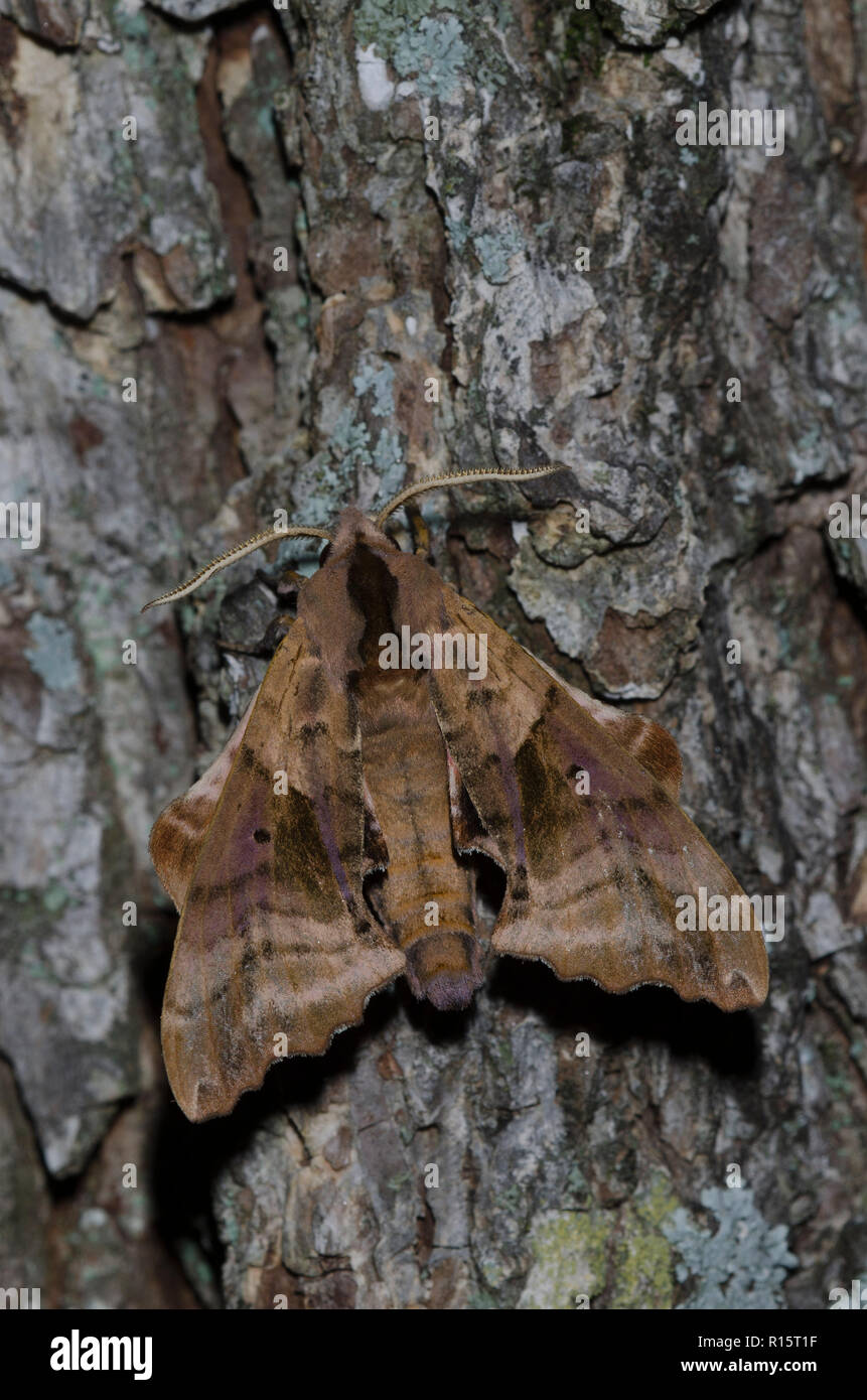 Blinded Sphinx Moth High Resolution Stock Photography and Images - Alamy