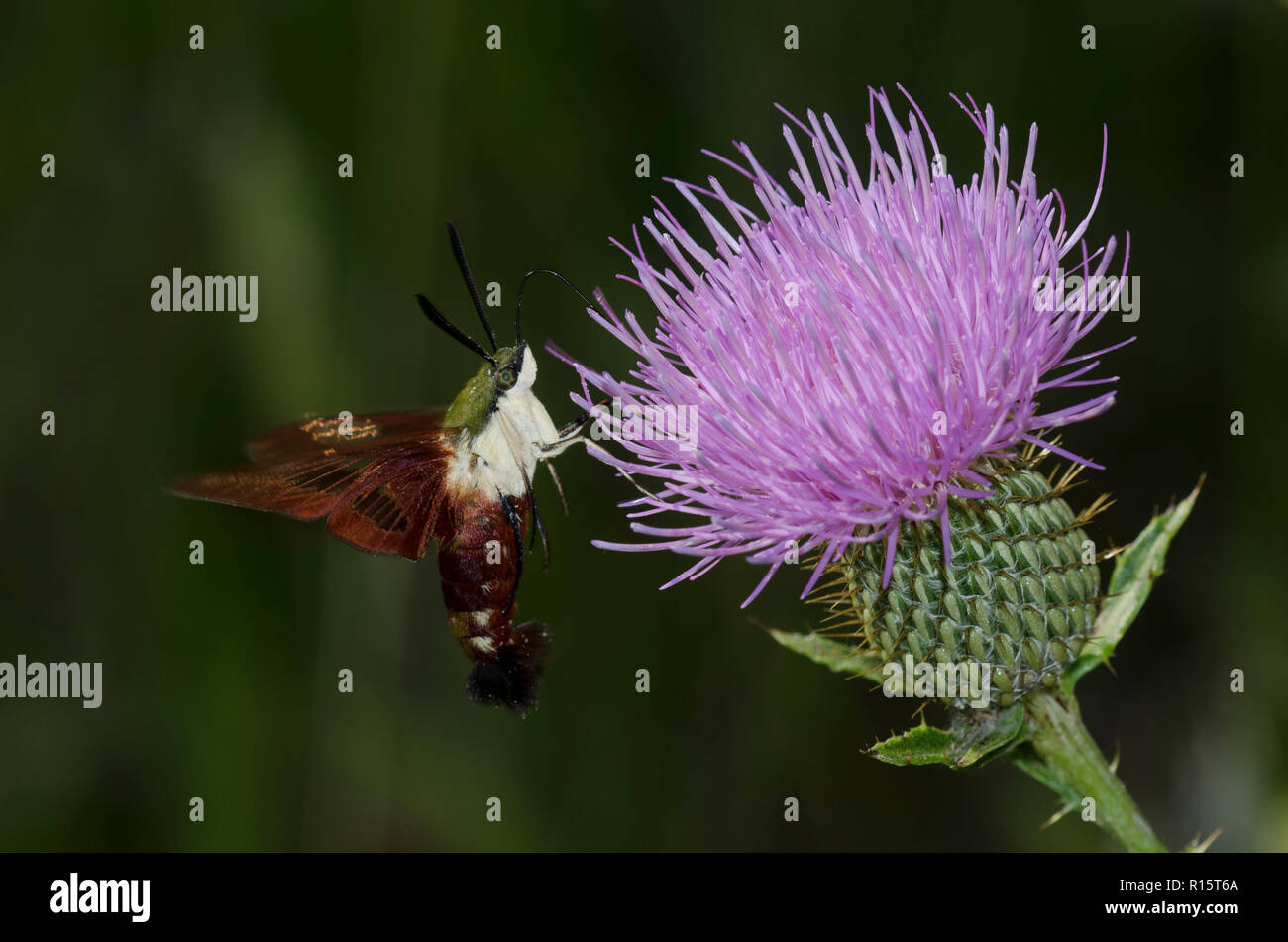 Clearwing hummingbird moth hi-res stock photography and images - Alamy