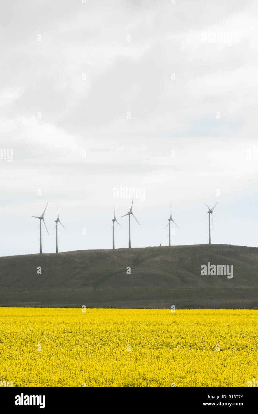 Windmills spin behind a field of flowers on a stormy day in southern ...