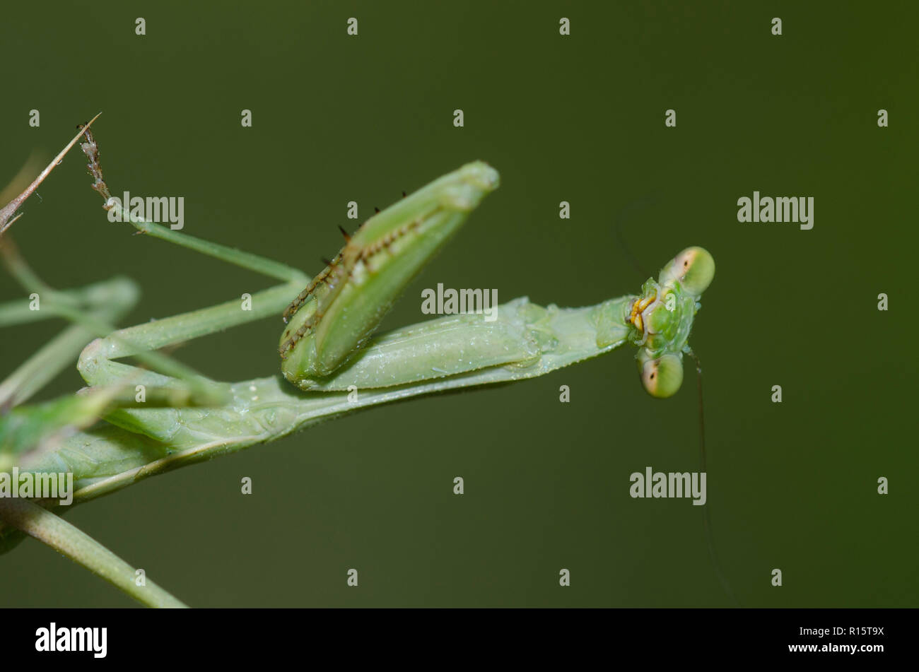 Carolina mantis praying stagmomantis hi-res stock photography and ...