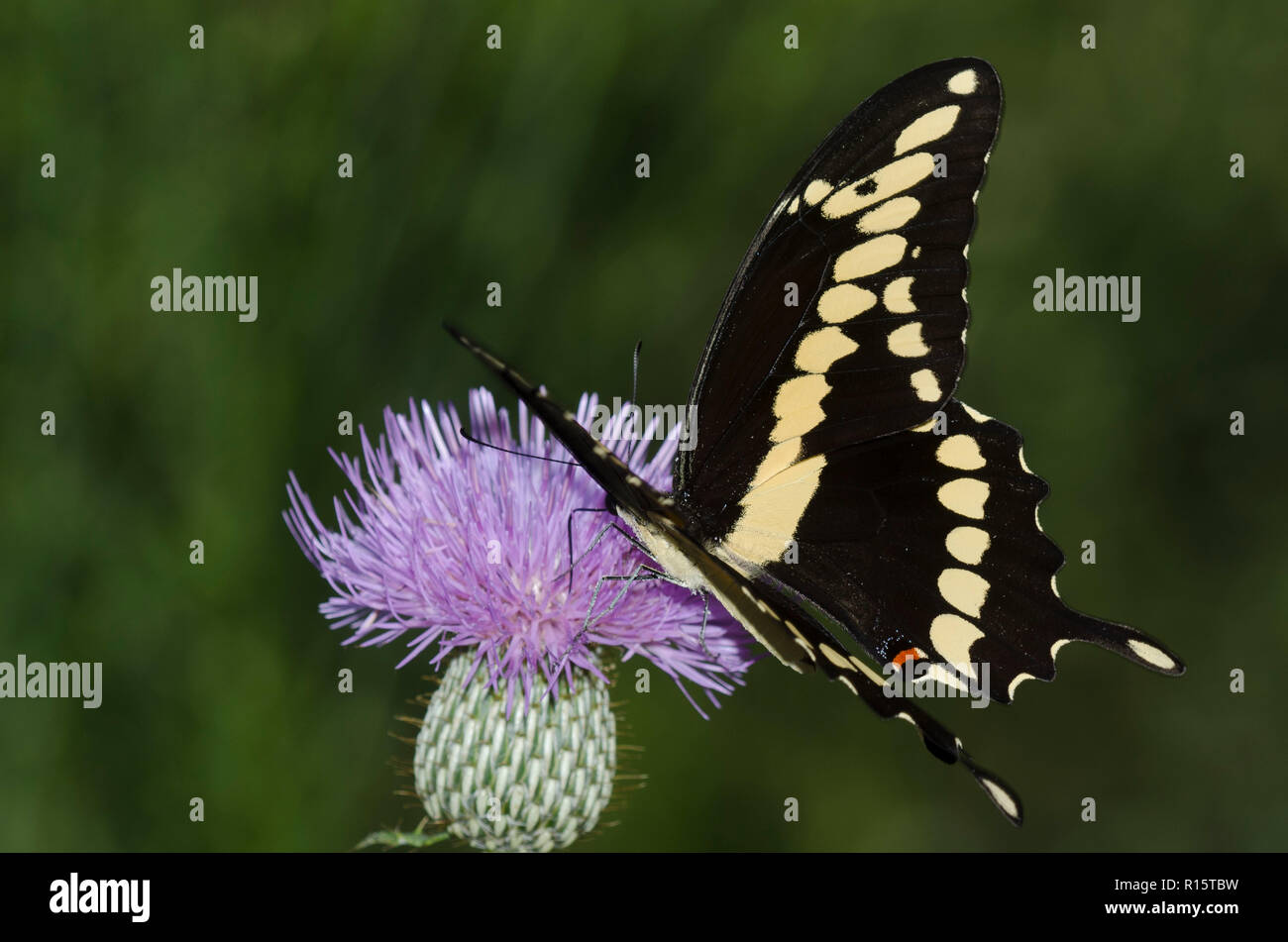 Swallowtail butterfly papilio sp hi-res stock photography and images ...