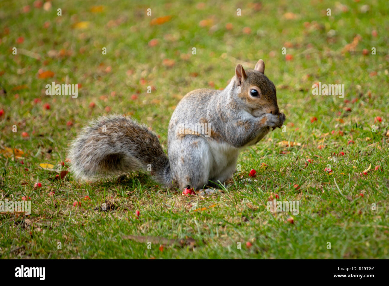 Squirrel with berries hi-res stock photography and images - Alamy