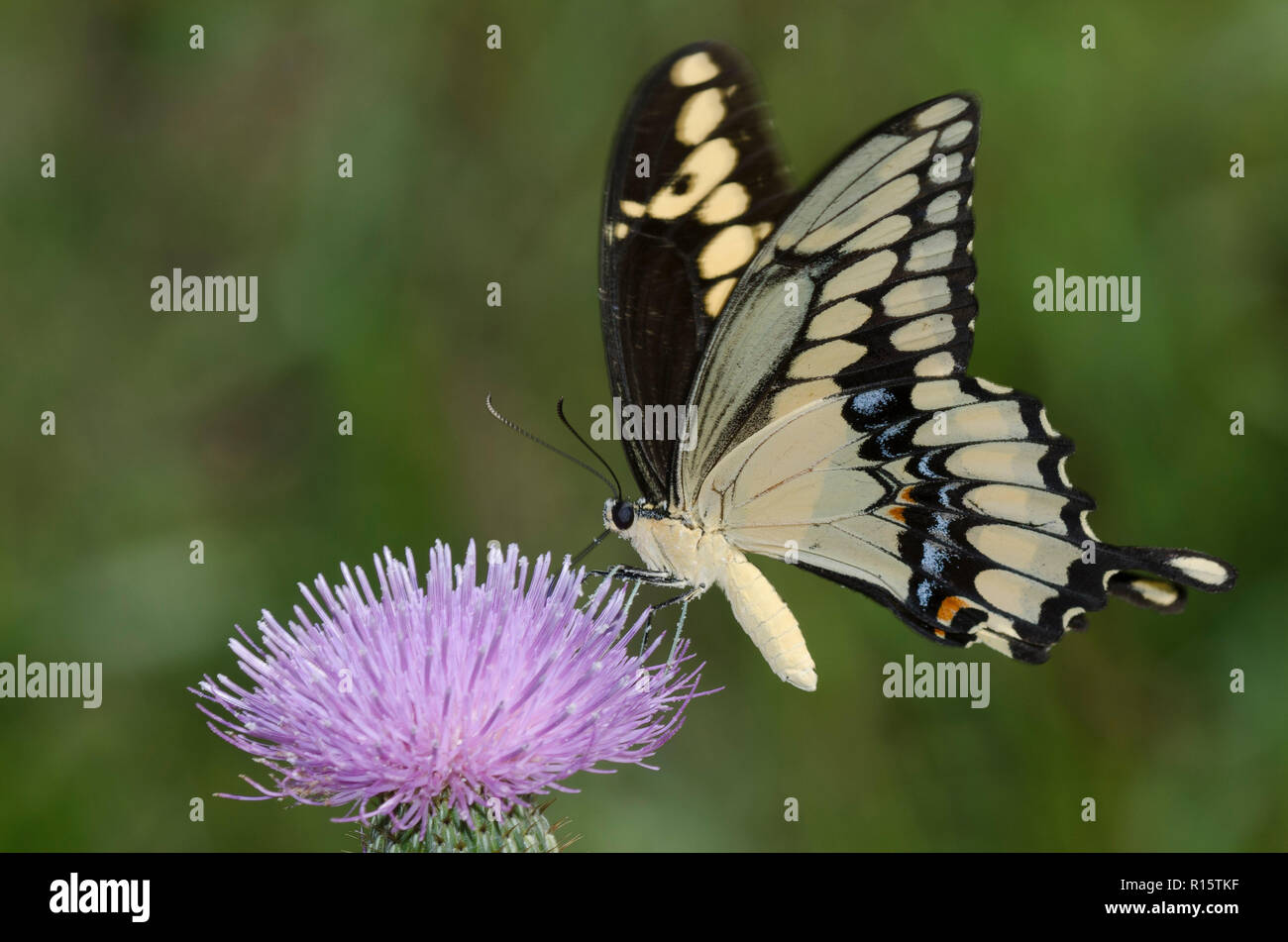 Giant Swallowtail, Heraclides cresphontes, on thistle, Cirsium sp Stock ...