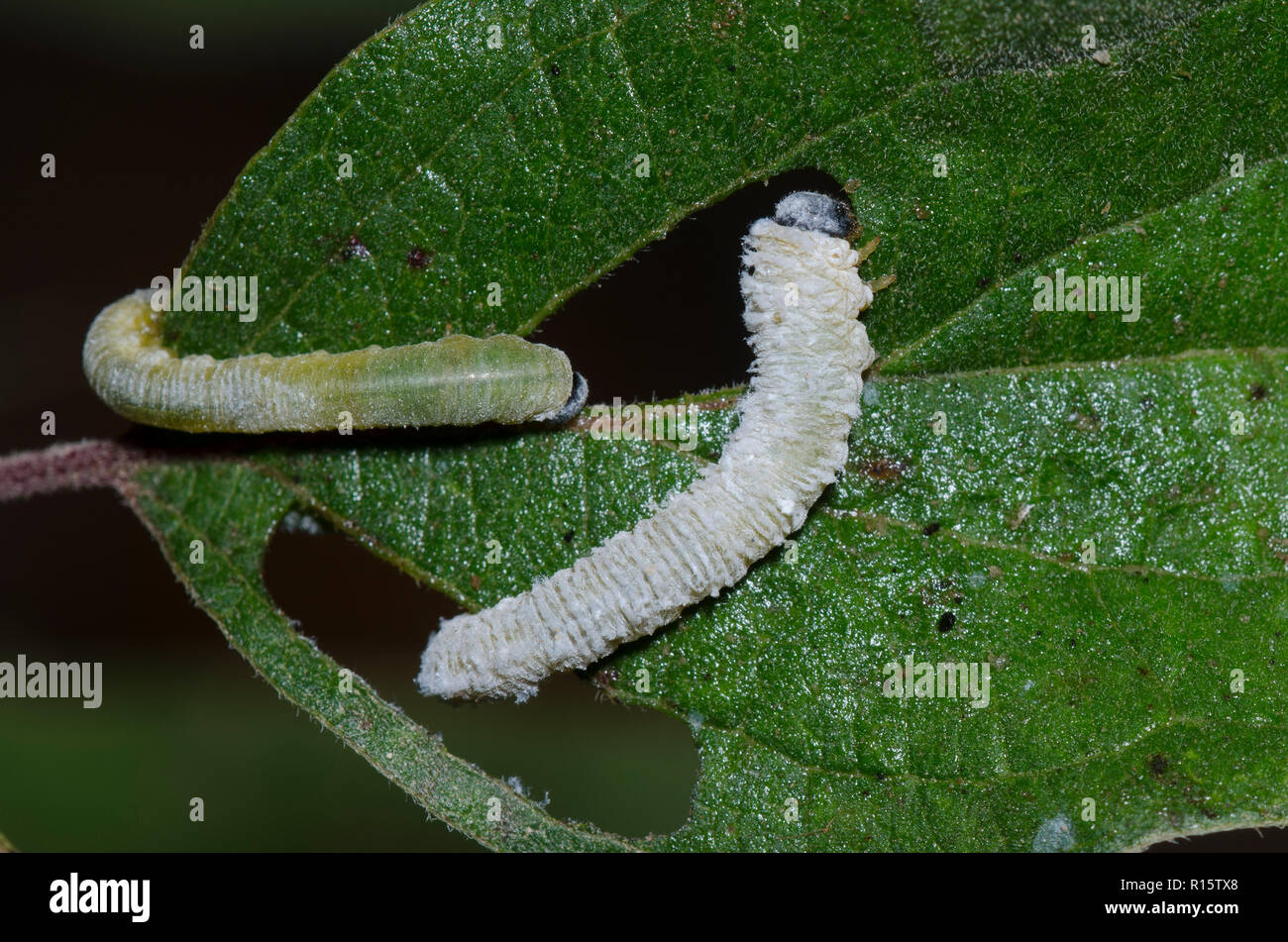 Dogwood sawfly larva hi-res stock photography and images - Alamy