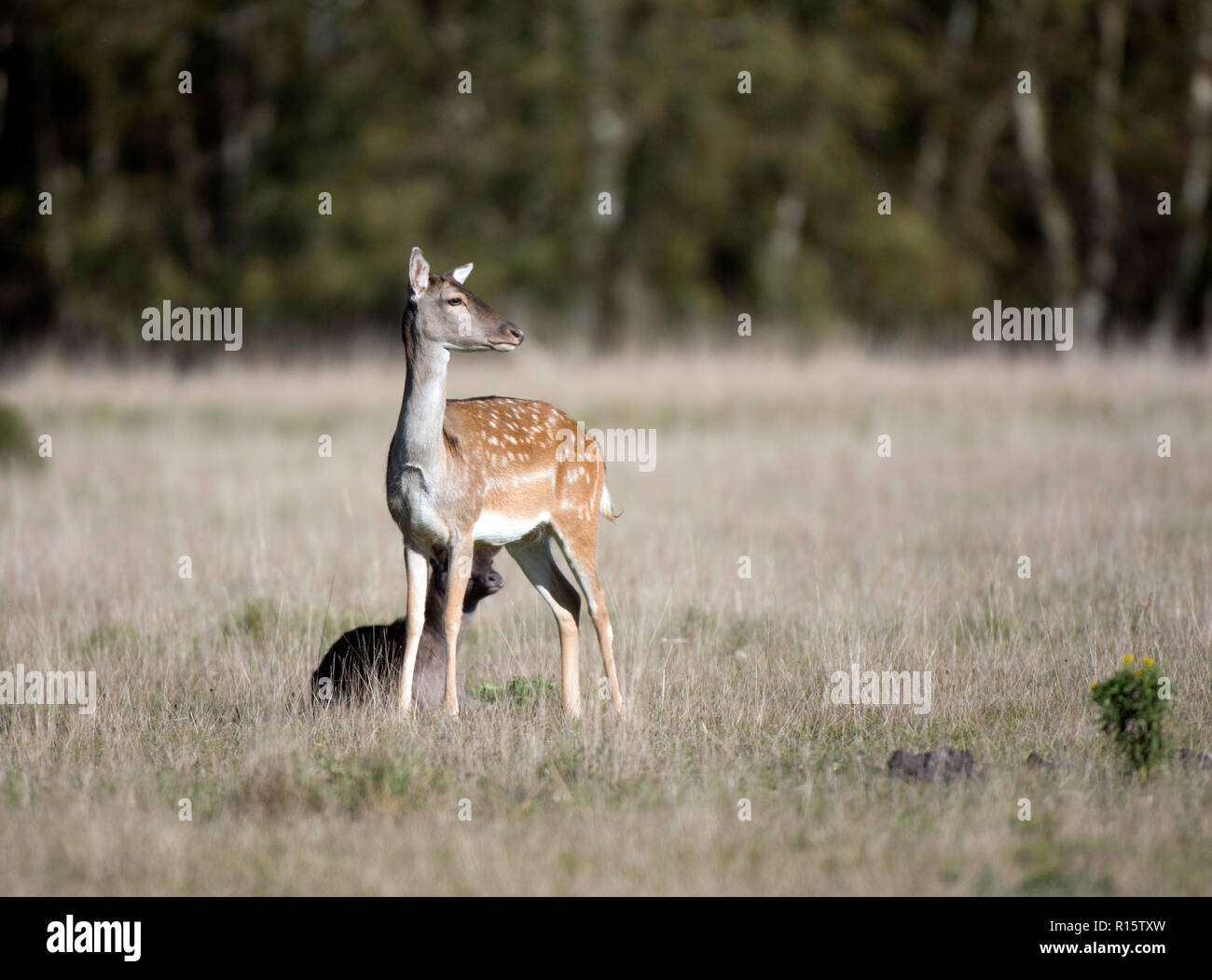On female deer legs hi-res stock photography and images - Alamy