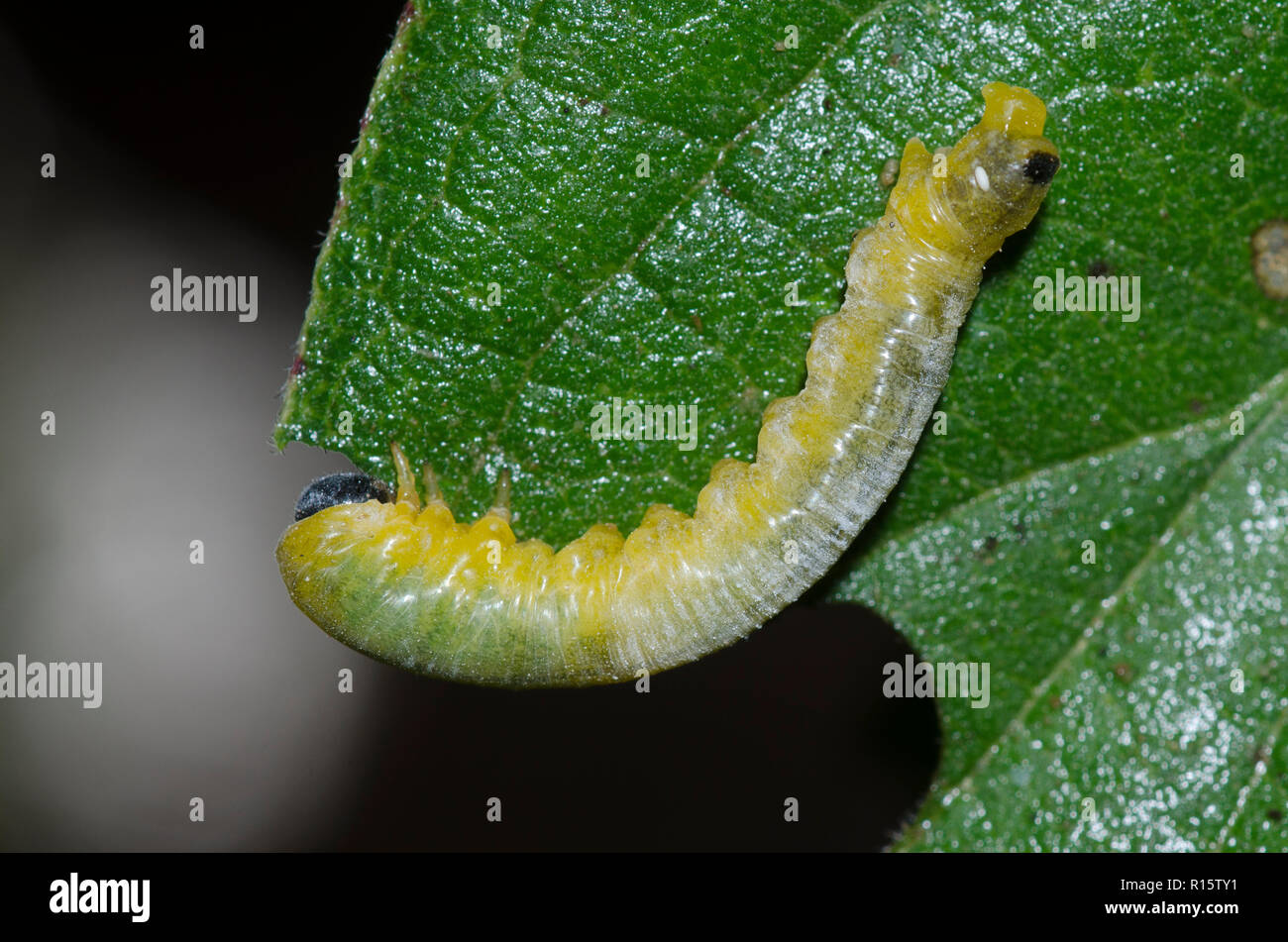 Dogwood Sawfly, Macremphytus testaceus, larva on Roughleaf Dogwood ...