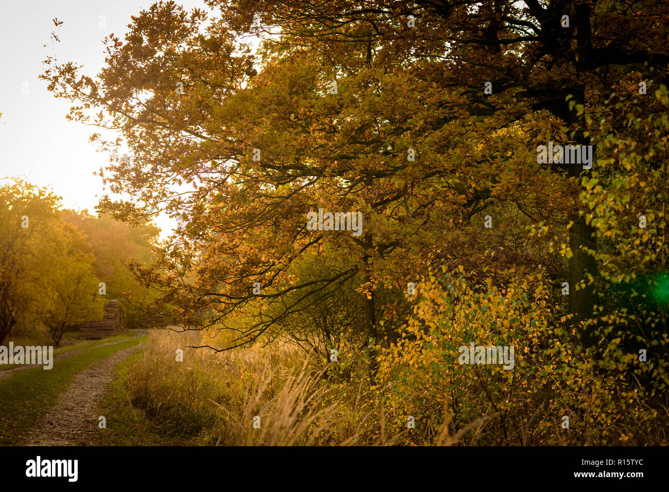 Sunlit Tree lined trail/footpath, Woodland, UK Stock Photo - Alamy