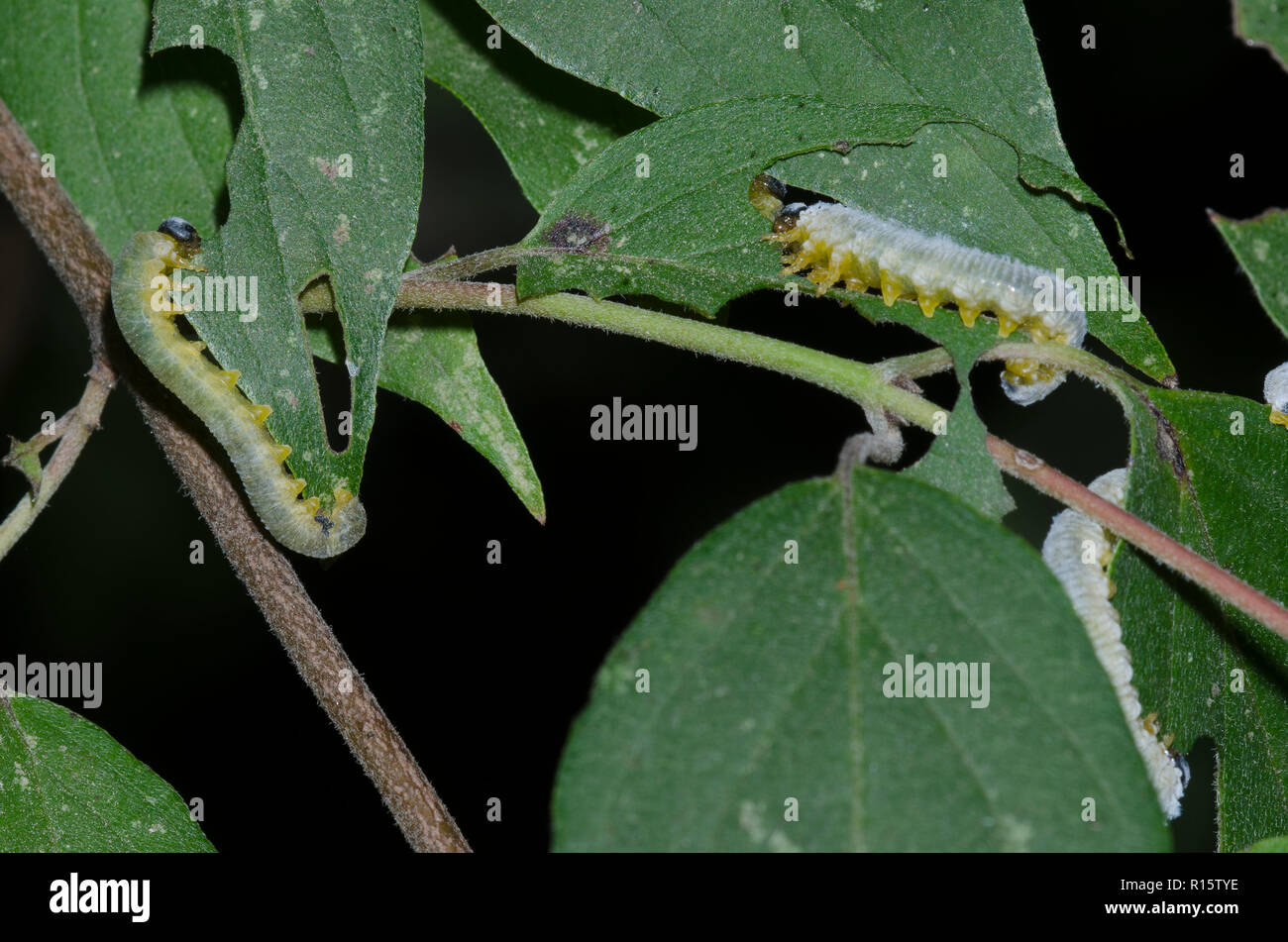 Dogwood Sawfly, Macremphytus testaceus, larvae on Roughleaf Dogwood ...