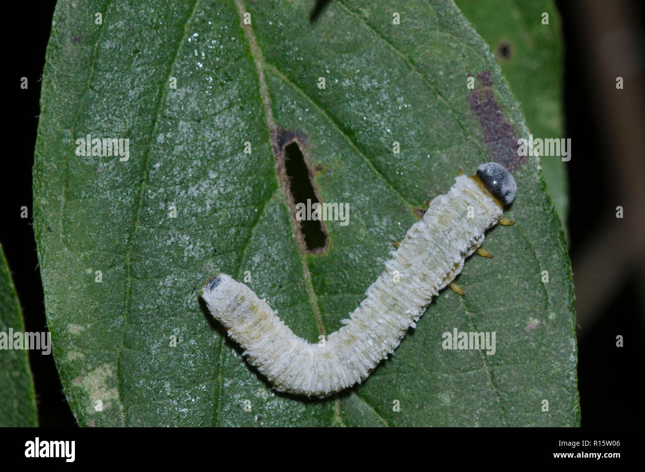 Dogwood sawfly hi-res stock photography and images - Alamy