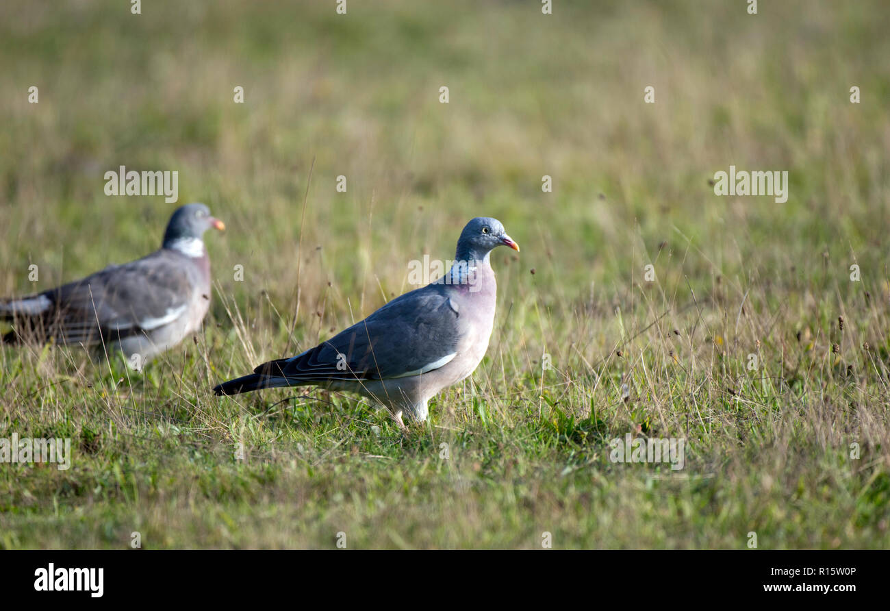 Pasture pest hi-res stock photography and images - Alamy