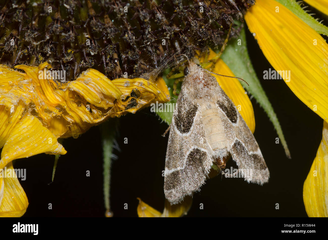Crab Spider, Family Thomisidae, with Ragweed Flower Moth, Schinia ...