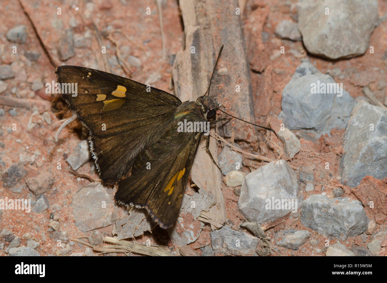 Hoary Edge, Cecropterus lyciades Stock Photo - Alamy