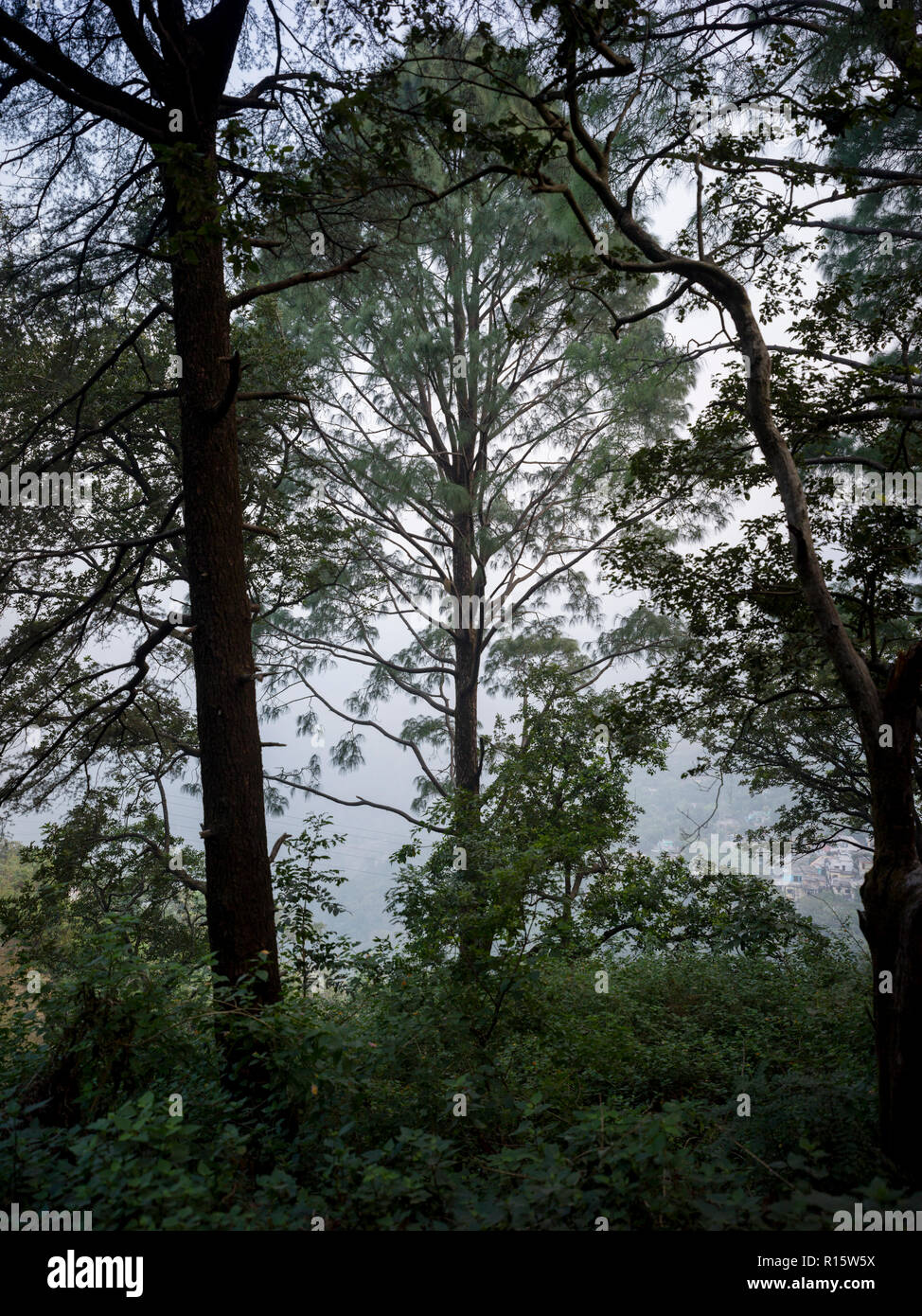 Trees in the forest on the way to Kunjapuri Devi Temple, Adali ...