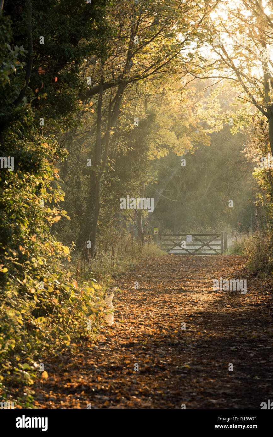 Tree lined path basking in golden autumn light at Colwick Country Park ...