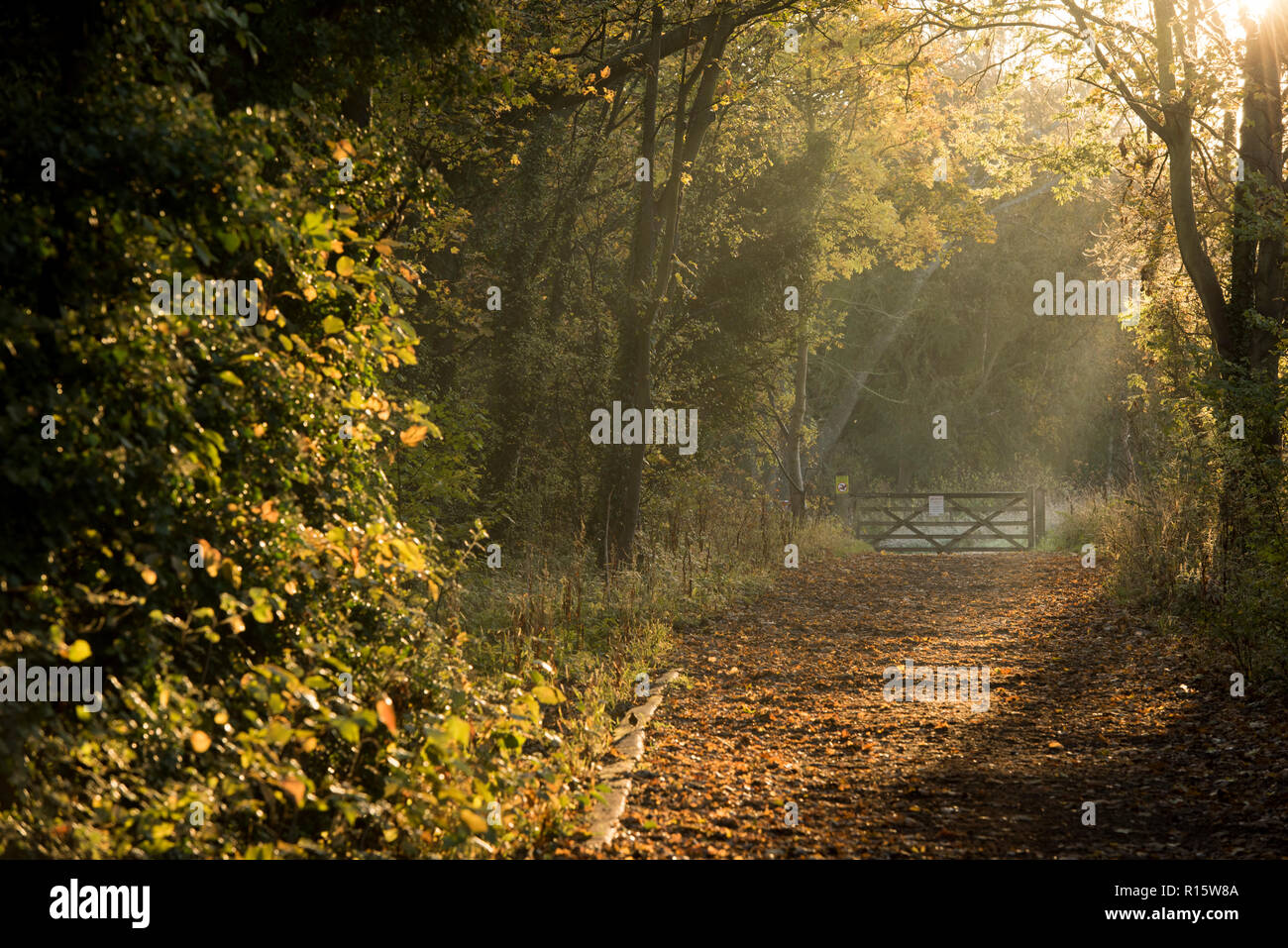 Tree lined path basking in golden autumn light at Colwick Country Park ...