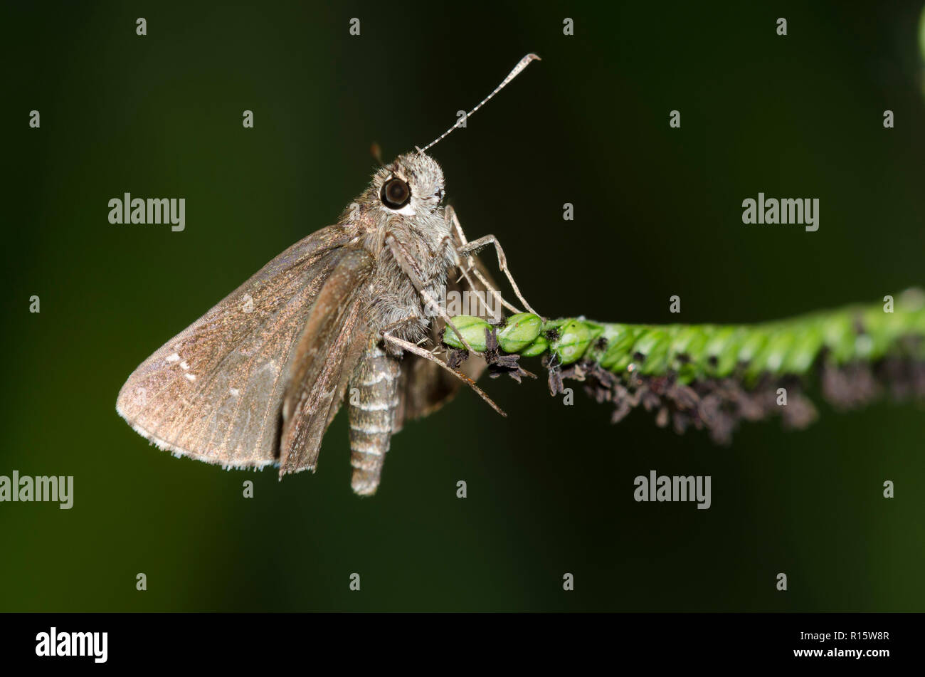 Roadside skipper hi-res stock photography and images - Alamy