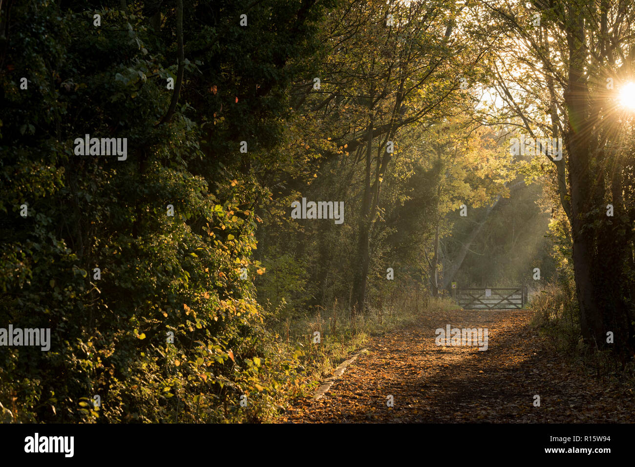 Tree lined path basking in golden autumn light at Colwick Country Park ...
