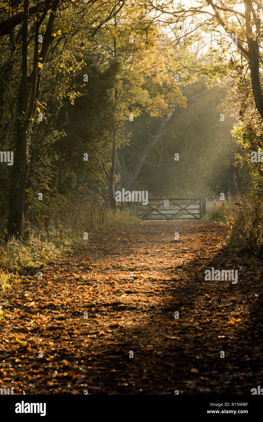 Tree lined path basking in golden autumn light at Colwick Country Park ...