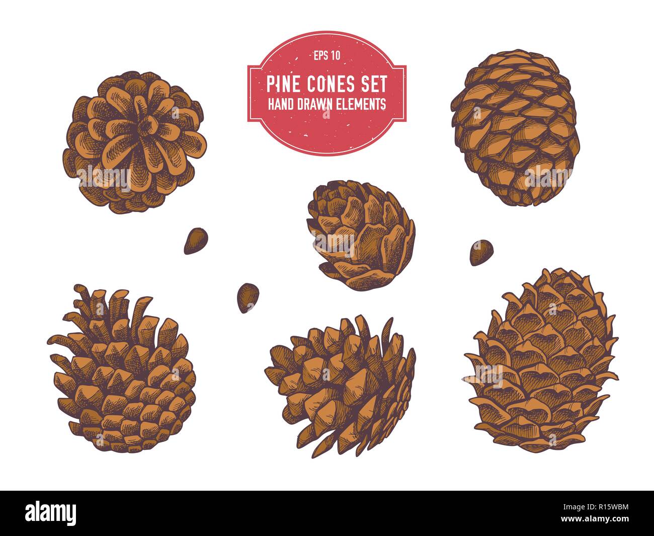 Vector collection of hand drawn pine cones Stock Vector Image & Art - Alamy