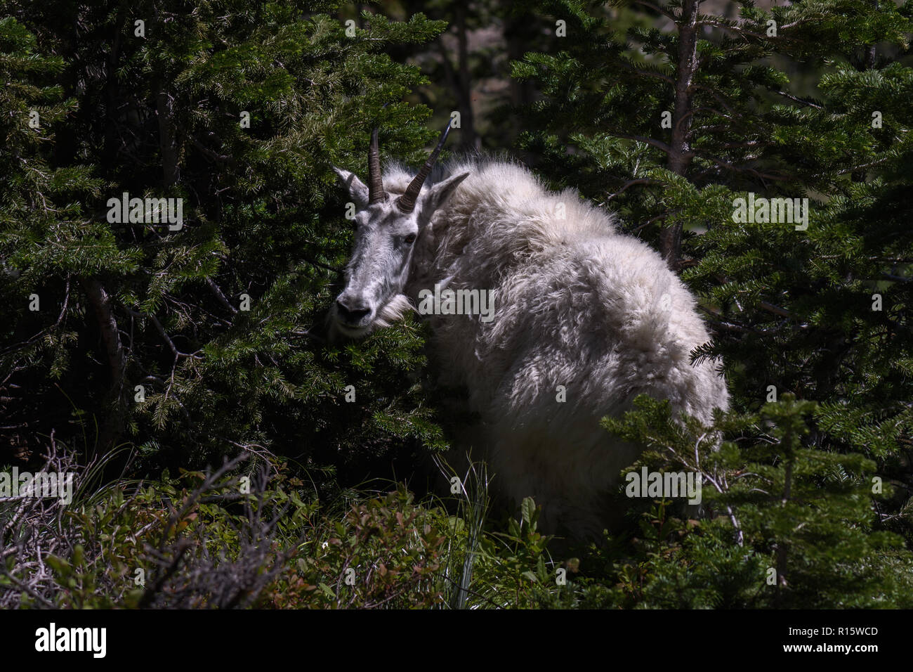 Female mountain goat searches for food in Glacier National Park ...