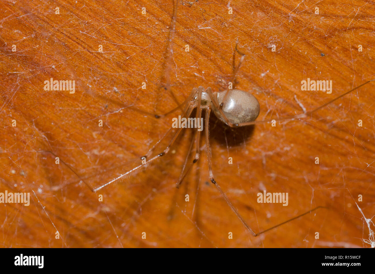 Cellar Spider, Family Pholcidae,gravid female under eve of house Stock Photo - Alamy