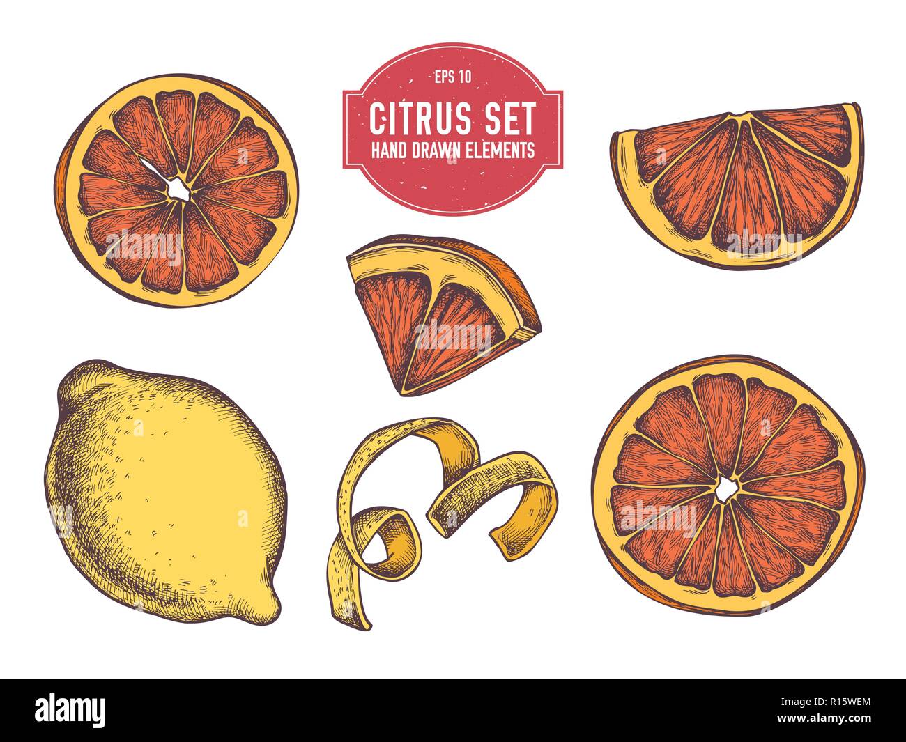 Citrus hand drawn Stock Vector Images - Alamy